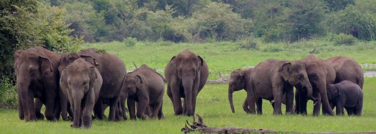 Wasgamuwa National Park 2026 - SIGIRIYA Sri Lanka - Official Travel Guide